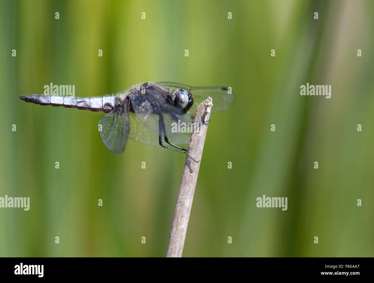 Imago Bruine korenbout, Adult Blue Chaser Stock Photo - Alamy