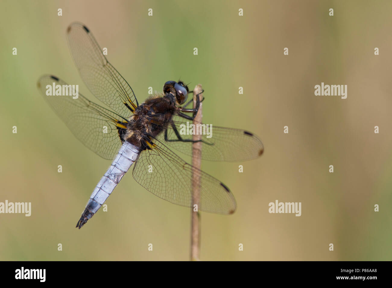 Imago Bruine korenbout, Adult Blue Chaser Stock Photo - Alamy