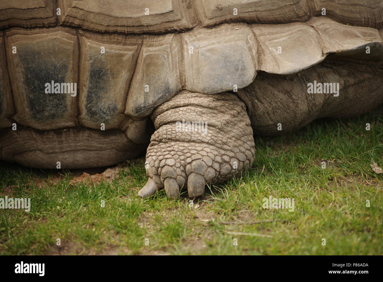 Animal eye zoom hi-res stock photography and images - Alamy