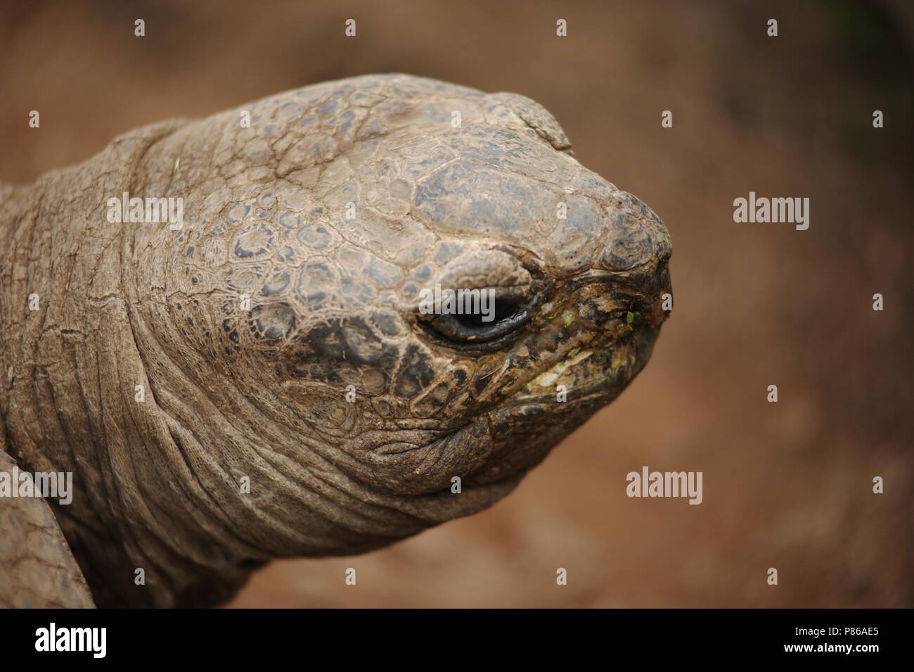 Animal eye zoom hi-res stock photography and images - Alamy
