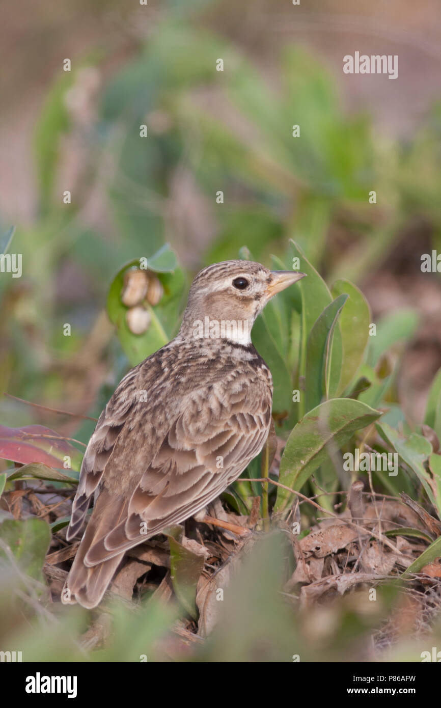 Calandra Lark (Melanocorypha calandra ssp. hebraica); Turkey, adult ...