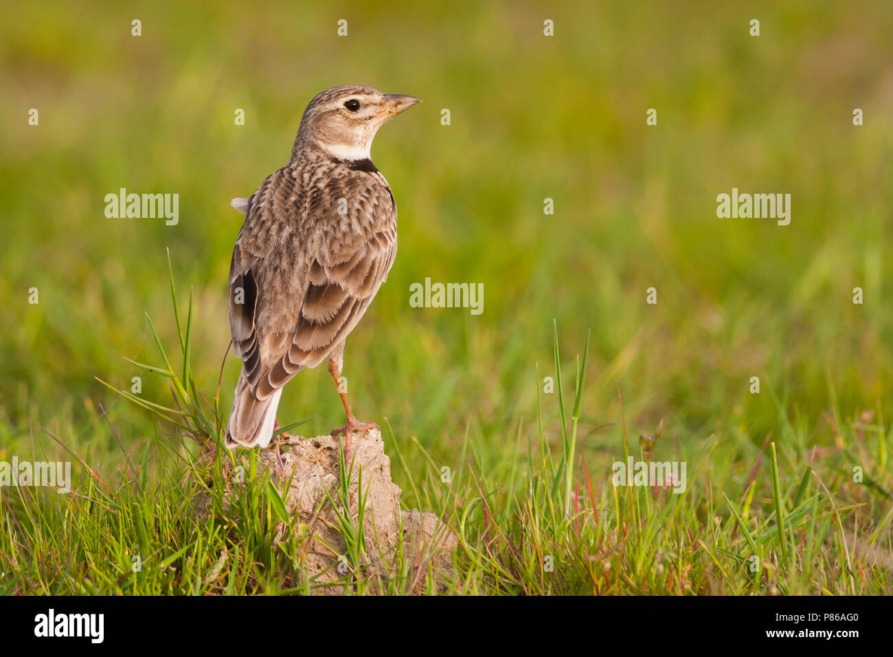 Calandra lark melanocorypha calandra turkey hi-res stock photography ...