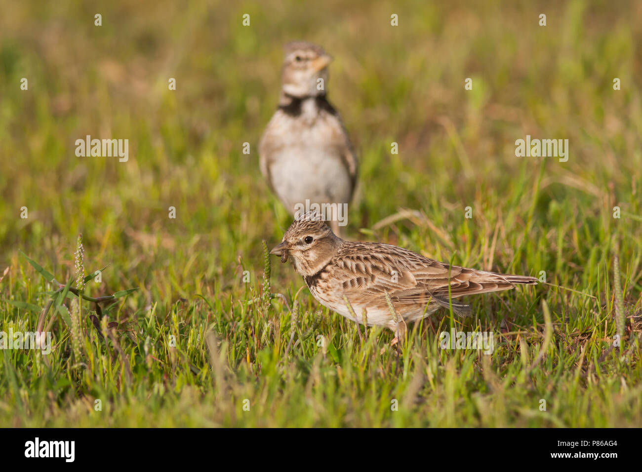 Calandra Lark (Melanocorypha calandra ssp. hebraica); Turkey, adult ...