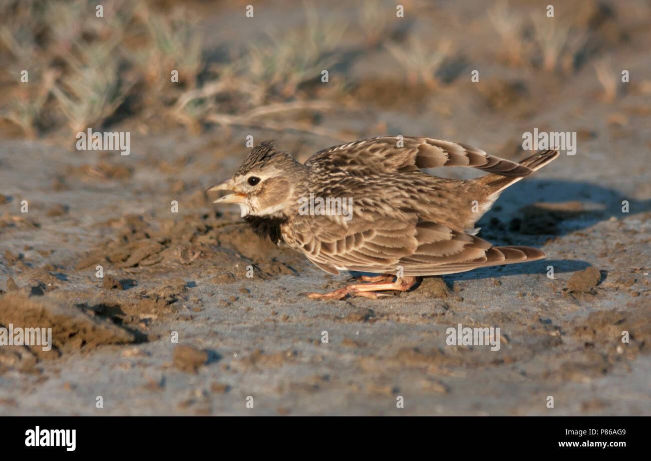 Calandra Lark (Melanocorypha calandra ssp. hebraica); Turkey, adult ...