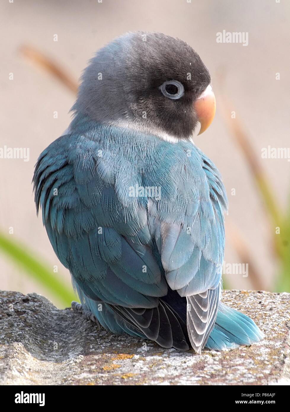 Blue Masked Lovebird