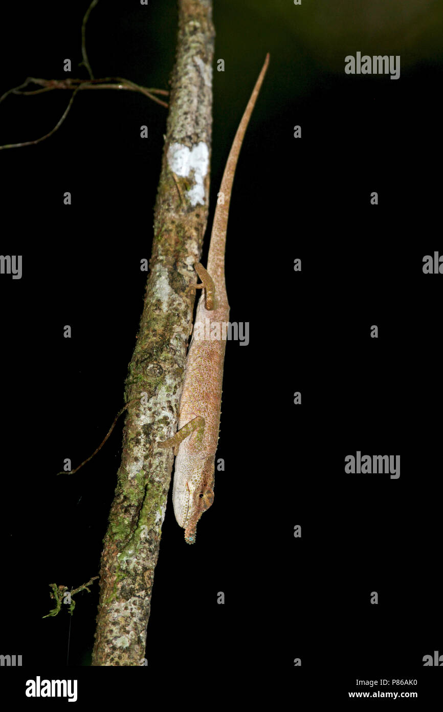 Nose-horned Chameleon, Calumma nasutum Stock Photo - Alamy