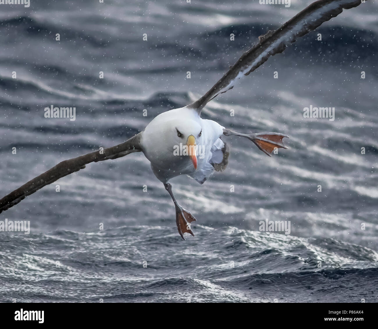 Campbell albatross, Thalassarche impavida Stock Photo - Alamy