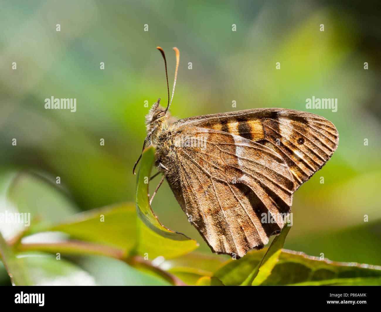 Pararge xiphioides hi-res stock photography and images - Alamy