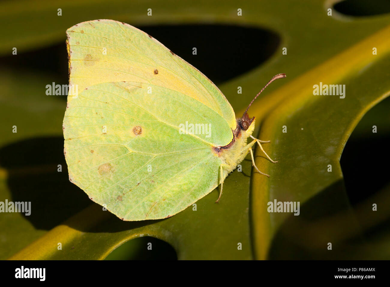 Cleobule hi-res stock photography and images - Alamy