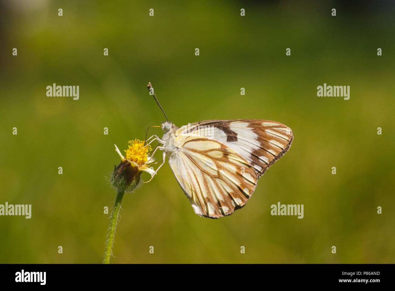 African Caper White, Belenois aurota Stock Photo - Alamy