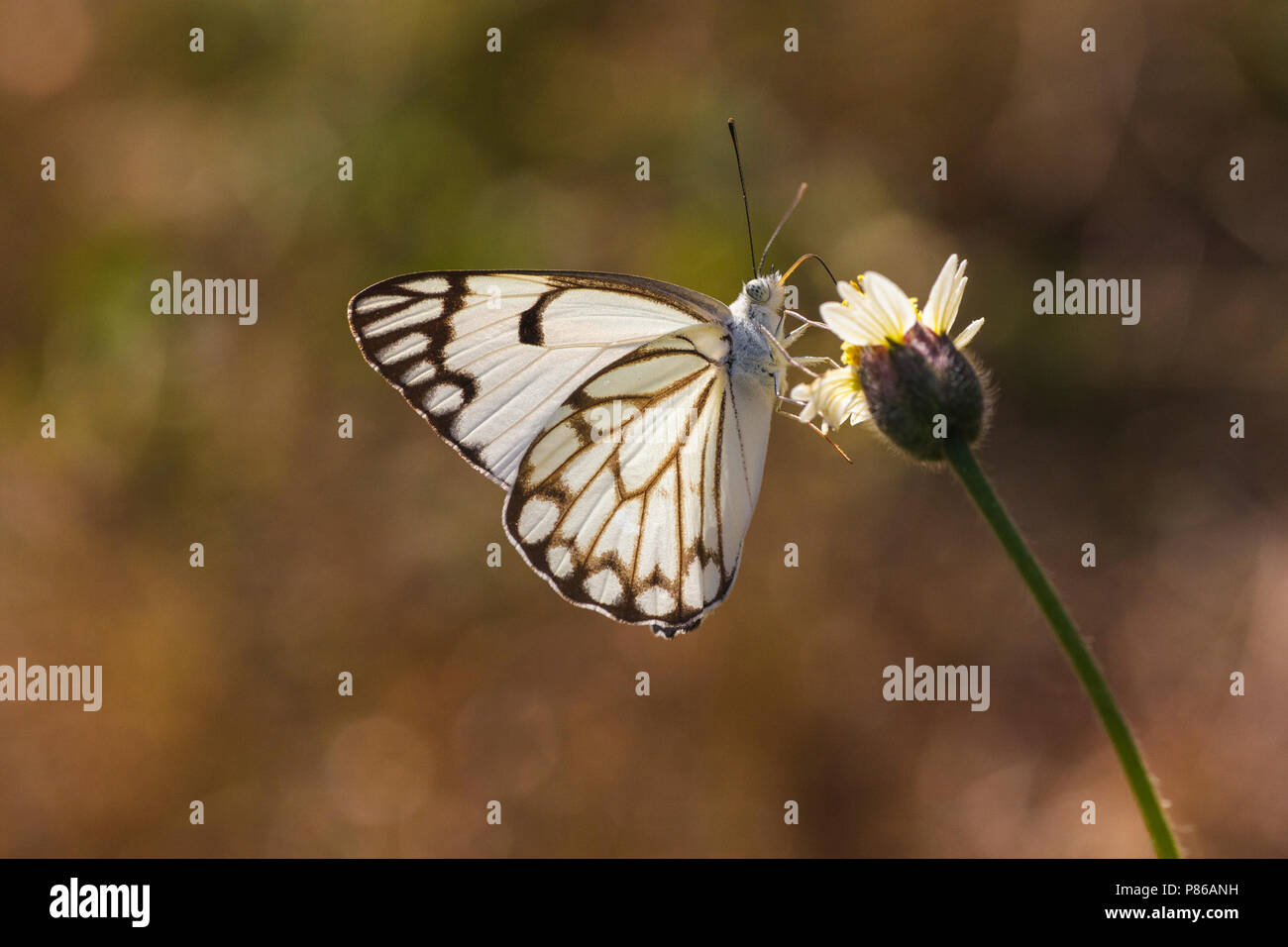 African Caper White, Belenois aurota Stock Photo - Alamy