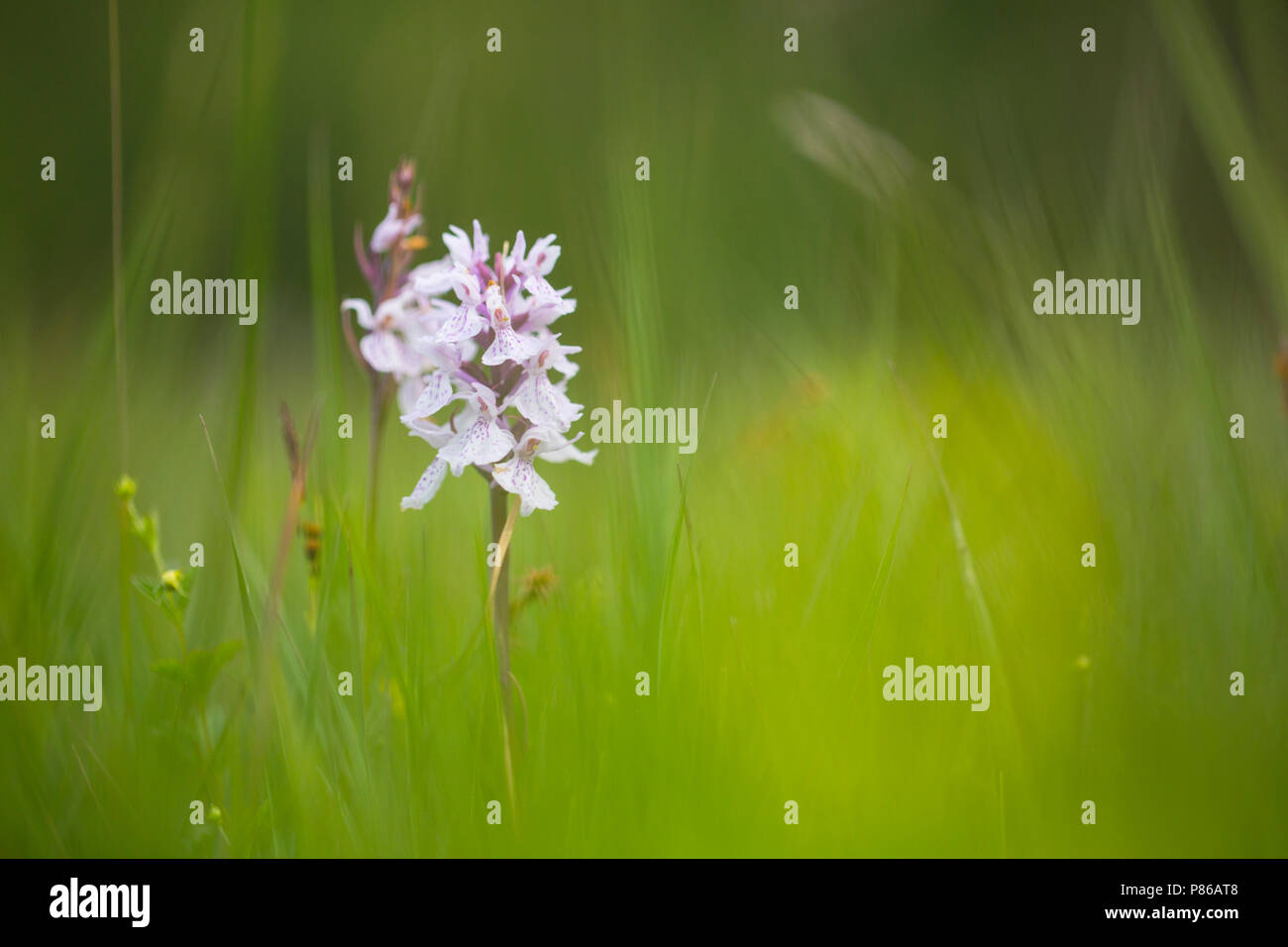 Gewone rietorchis, southern marsh orchid Stock Photo - Alamy