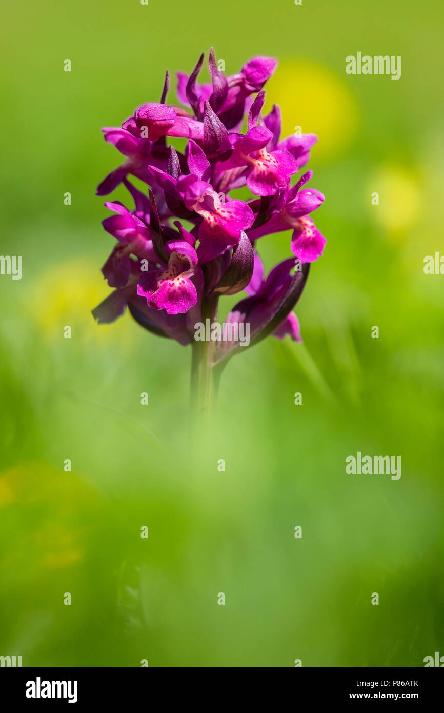 Rode plant hi-res stock photography and images - Alamy