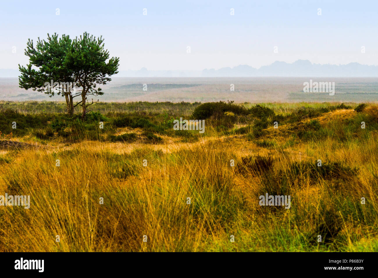 Hoge veld hi-res stock photography and images - Alamy