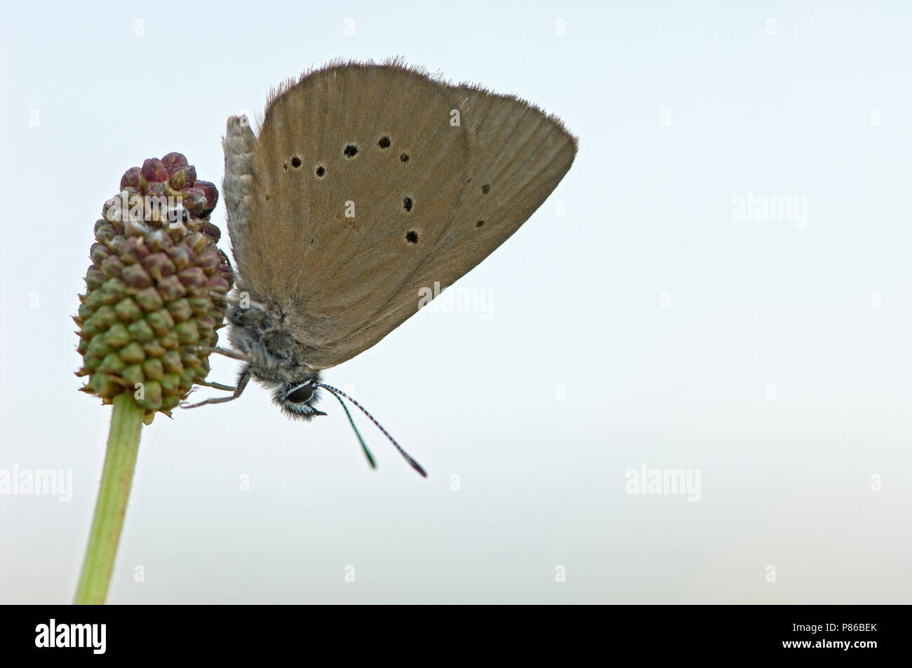 Maculinea nausithous hi-res stock photography and images - Alamy