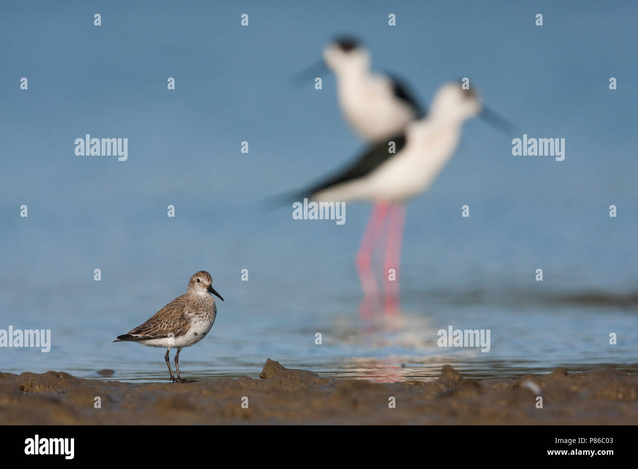 Becasseau hi-res stock photography and images - Alamy