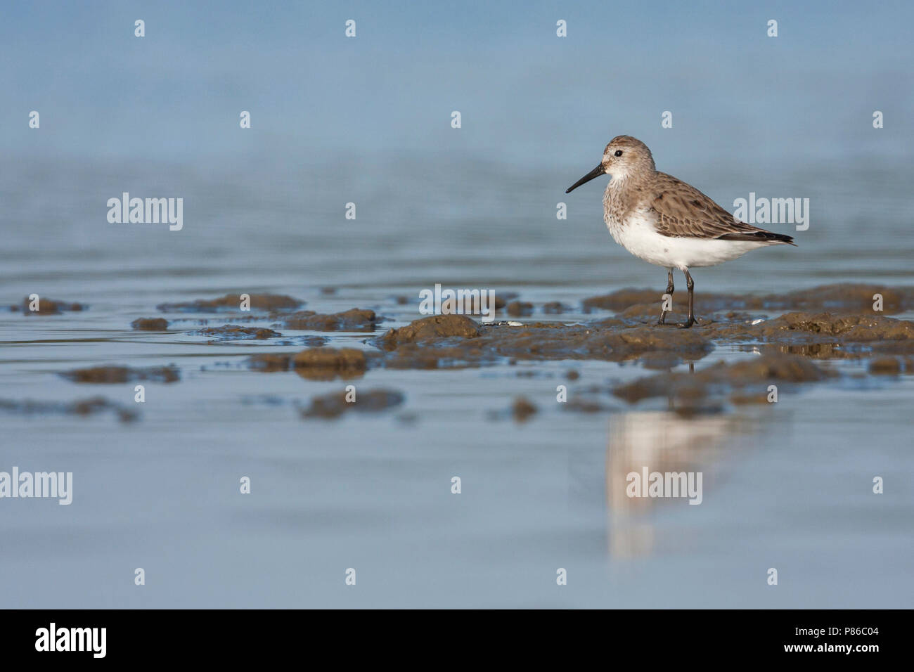 Dunlin, Bonte Strandloper, Calidris alpina, Spain (Mallorca), adult ...