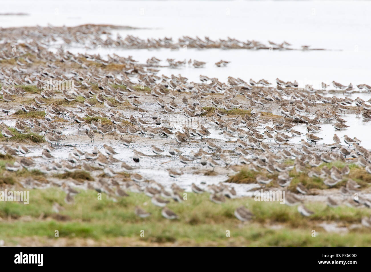 Strandlopers High Resolution Stock Photography and Images - Alamy
