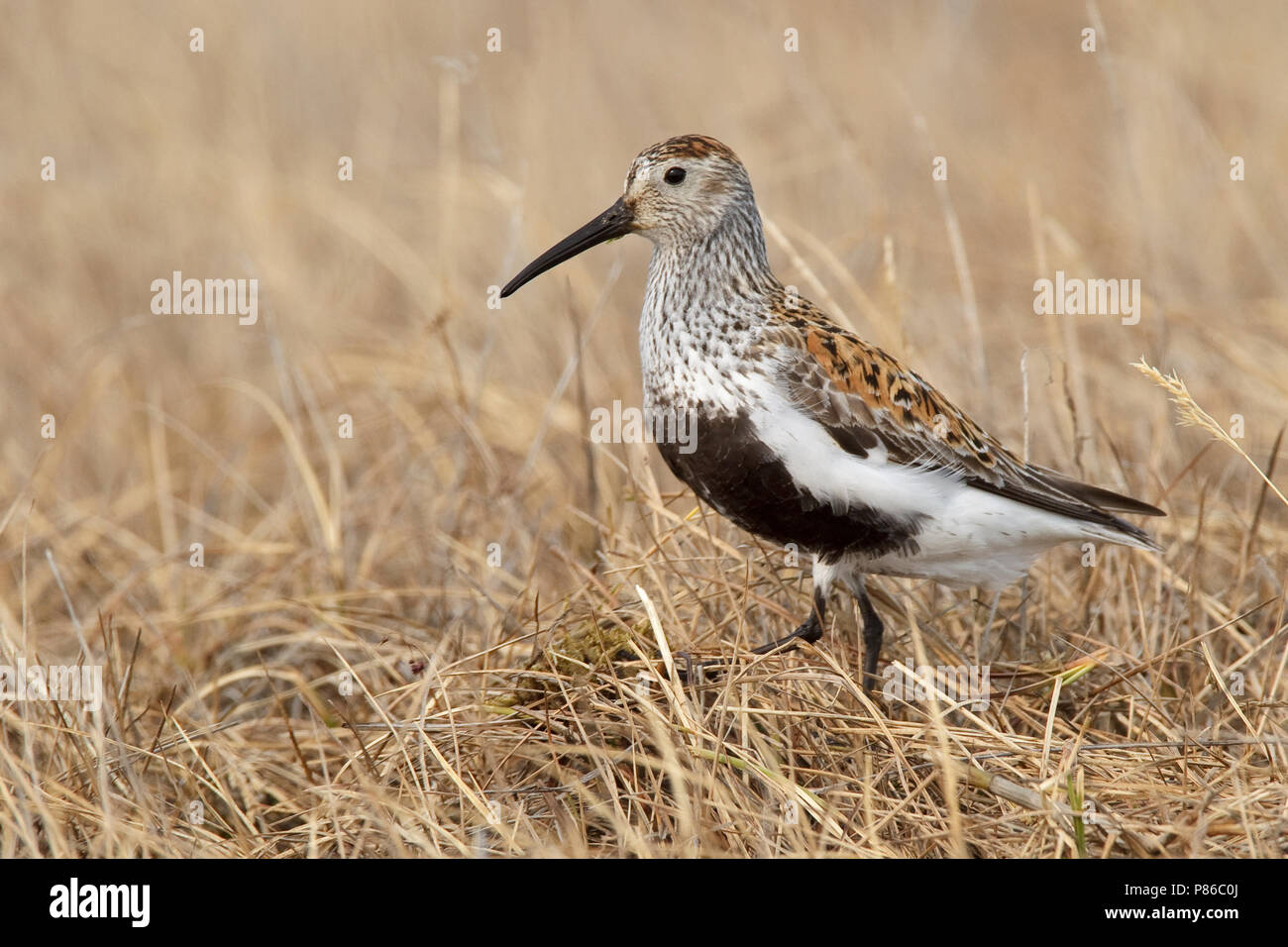 Adult breeding Barrow, AK June 2010 Stock Photo - Alamy