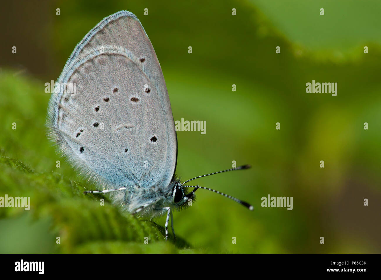 Dwergblauwtje / Little Blue (Cupido mininus Stock Photo - Alamy