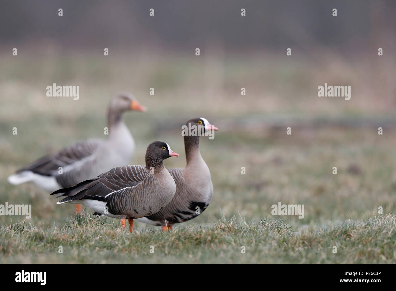 Oie naine hi-res stock photography and images - Alamy