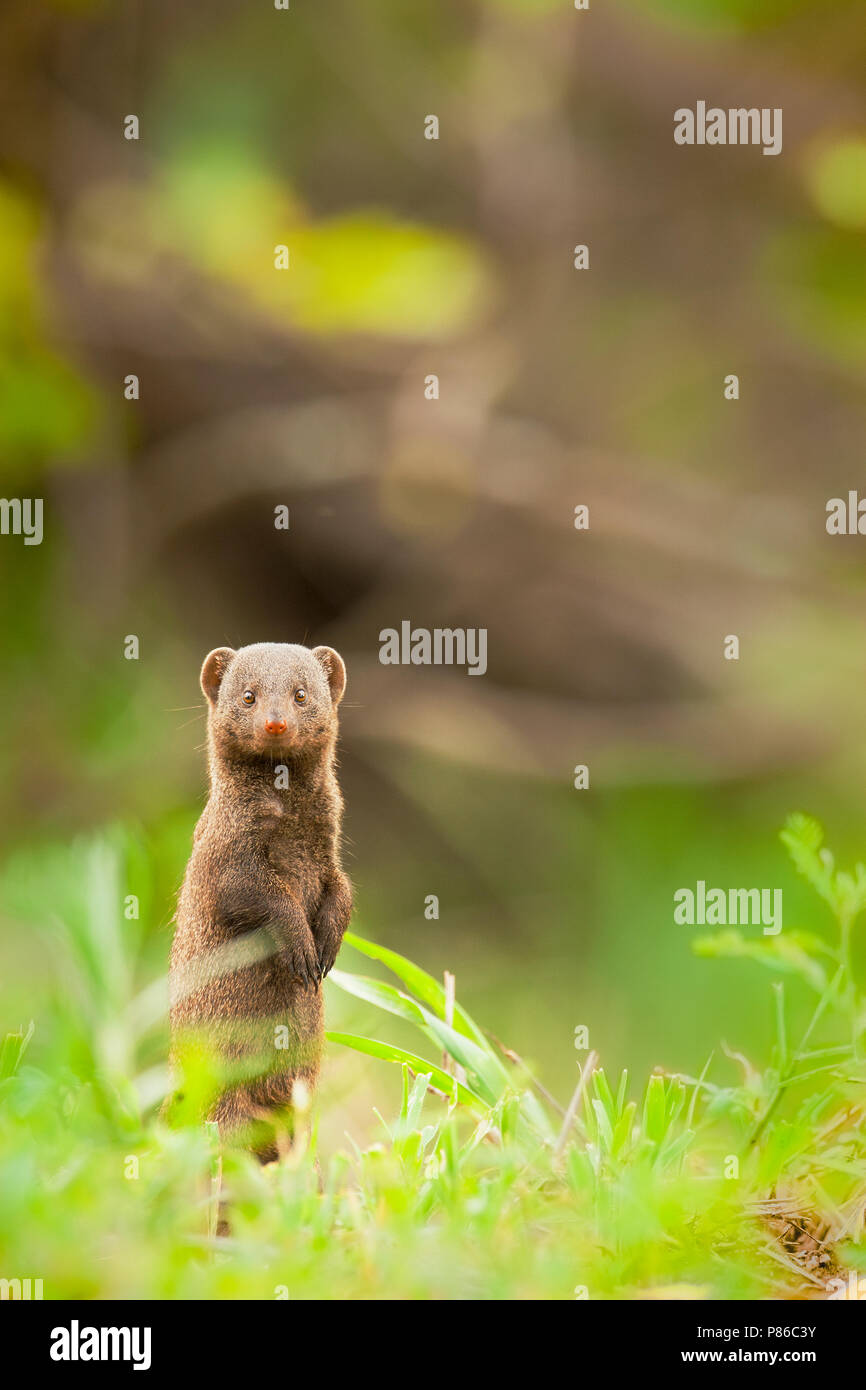 Dwergmangoest, Common Dwarf Mongoose, Helogale parvula Stock Photo - Alamy