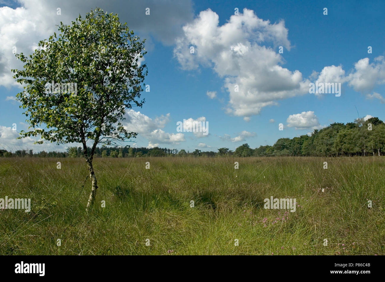 Nationaal Park Dwingelderveld, National Park Dwingelderveld Stock Photo ...