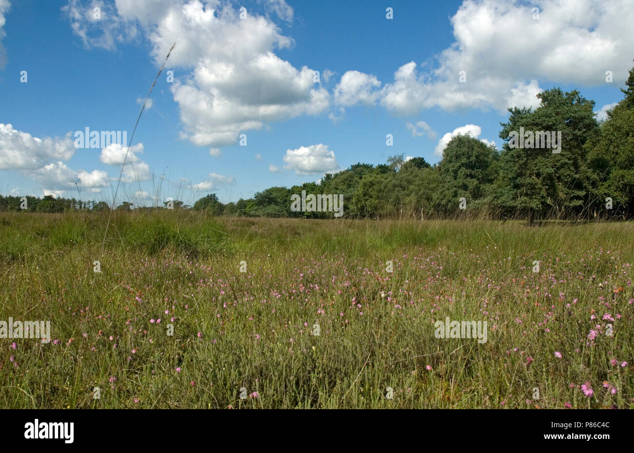 Nationaal Park Dwingelderveld, National Park Dwingelderveld Stock Photo ...
