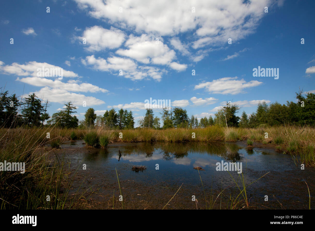 Nationaal Park Dwingelderveld, National Park Dwingelderveld Stock Photo ...