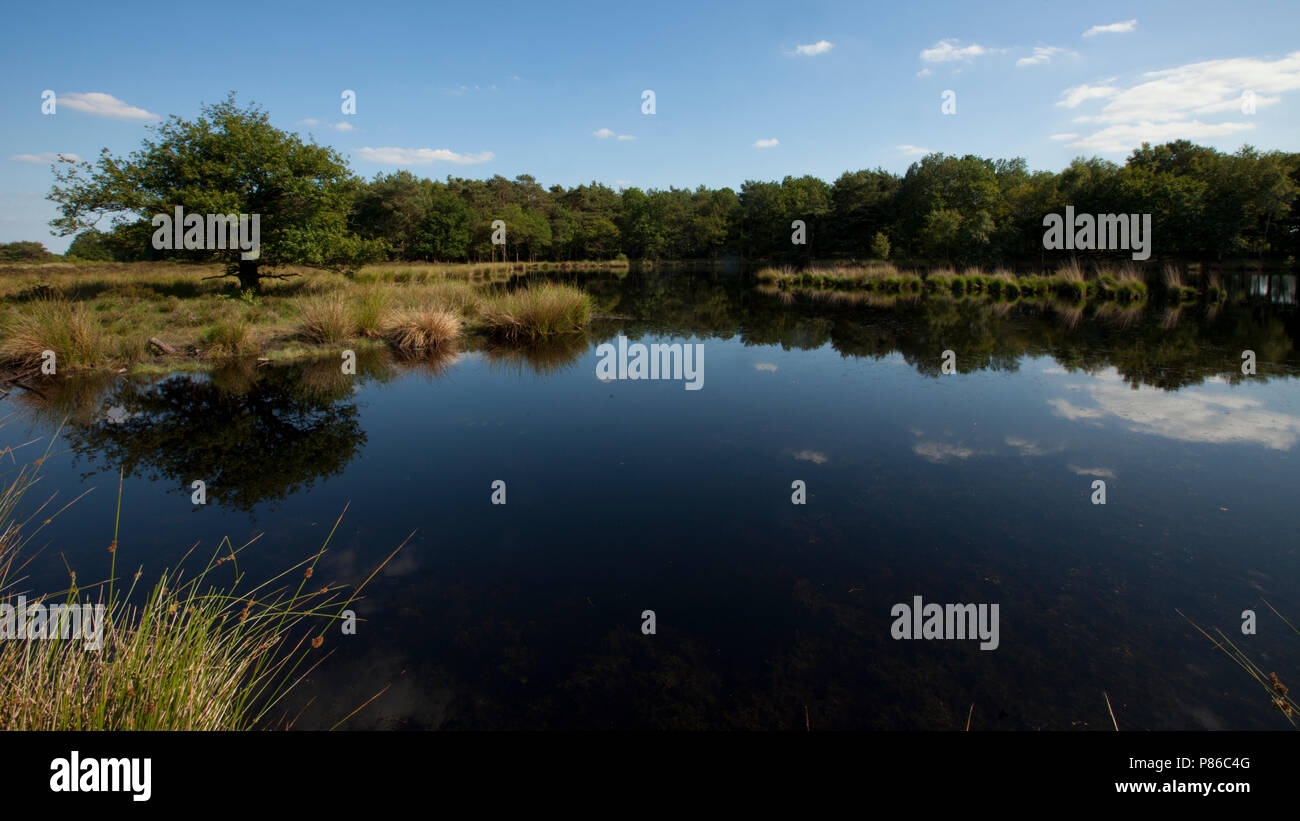 Nationaal Park Dwingelderveld, National Park Dwingelderveld Stock Photo ...