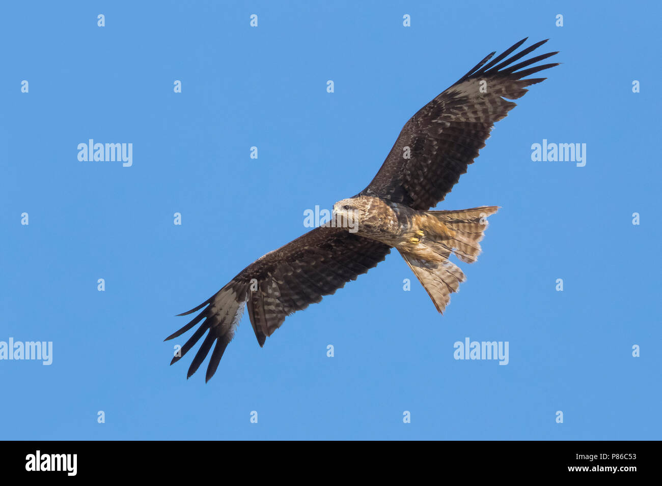 Black-eared Kite; Milvus lineatus Stock Photo - Alamy