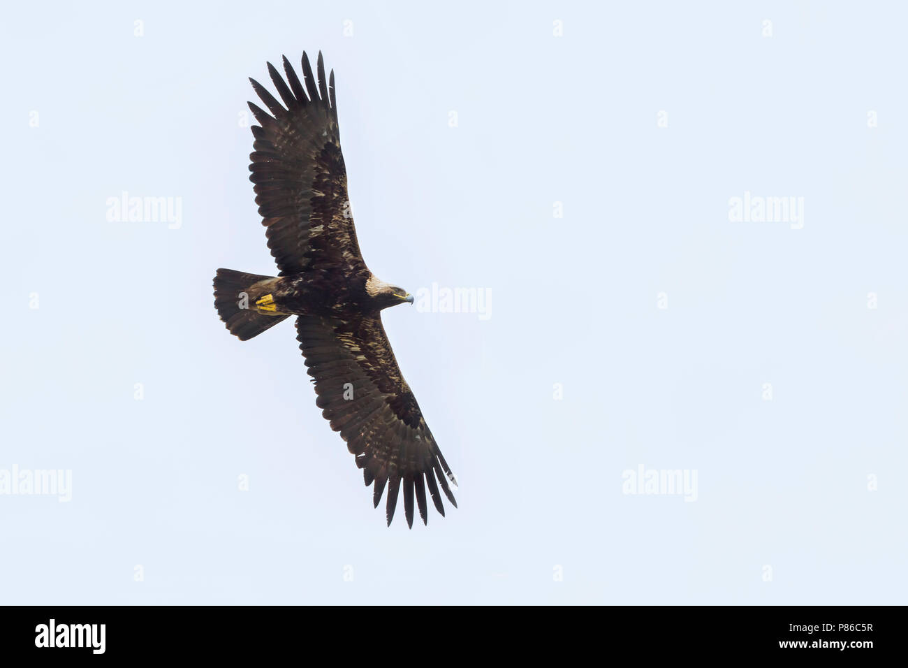 Eastern Imperial Eagle Flying