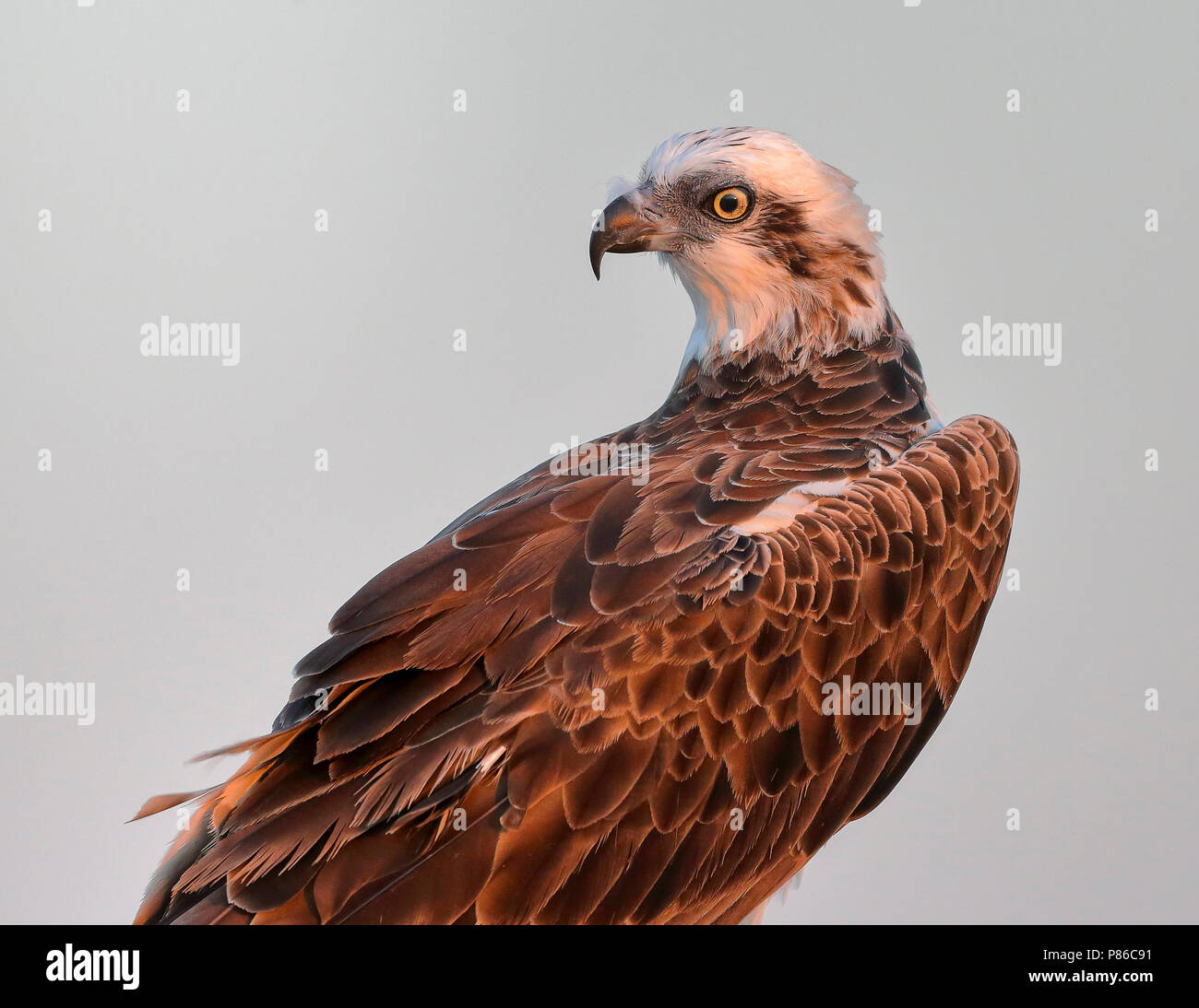 Eastern osprey australia hi-res stock photography and images - Alamy