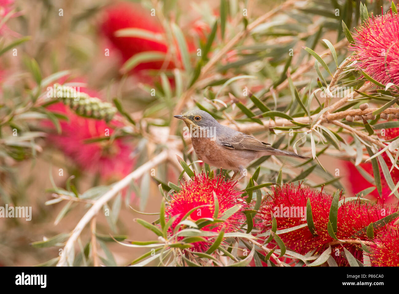 Adult male Eastern Subalpine Warbler (Sylvia cantillans albistriata ...