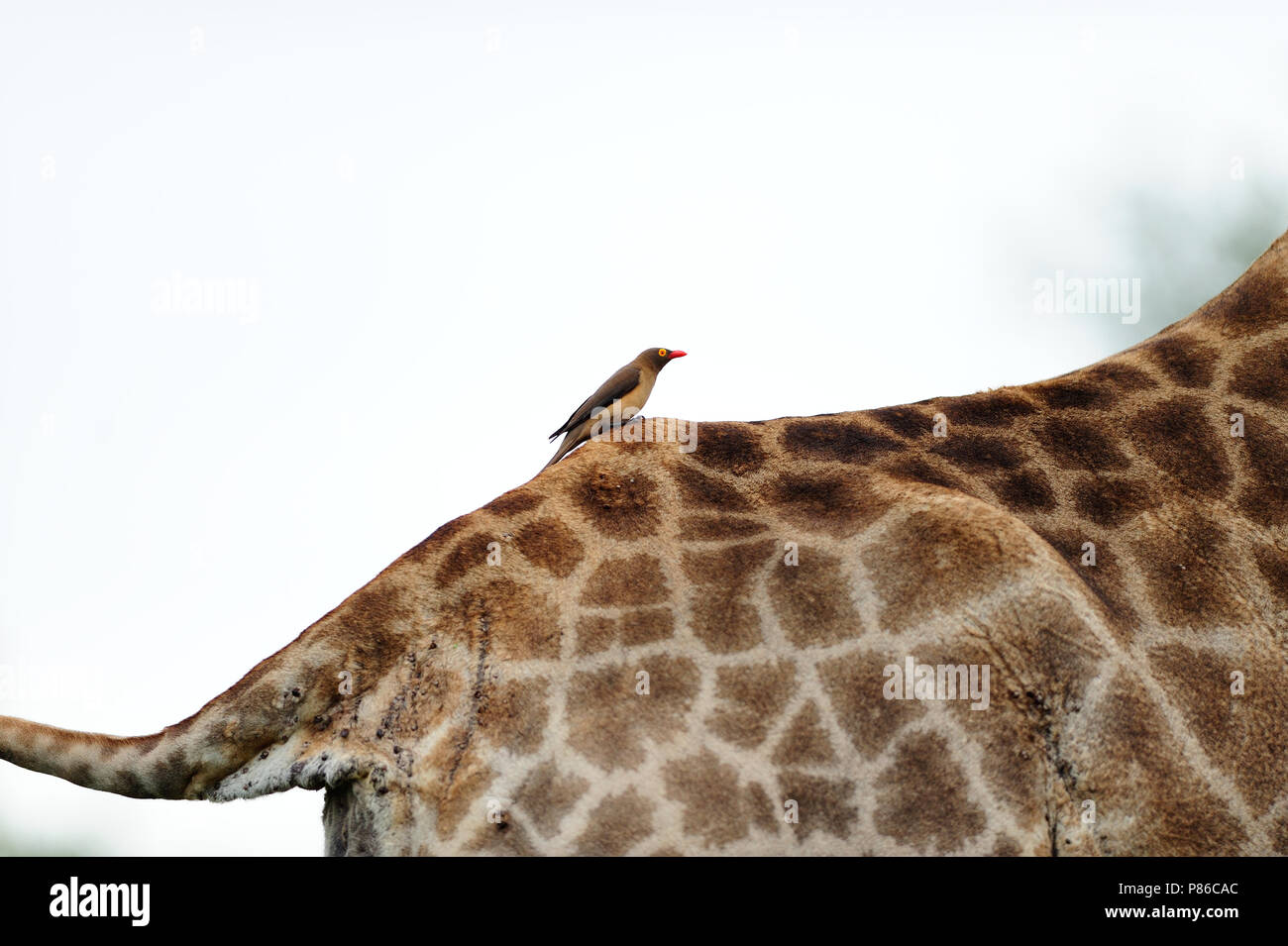 Mutualism hi-res stock photography and images - Alamy