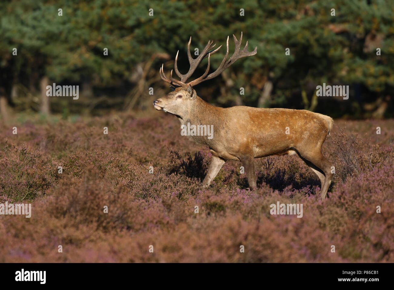 Edelhert hi-res stock photography and images - Alamy