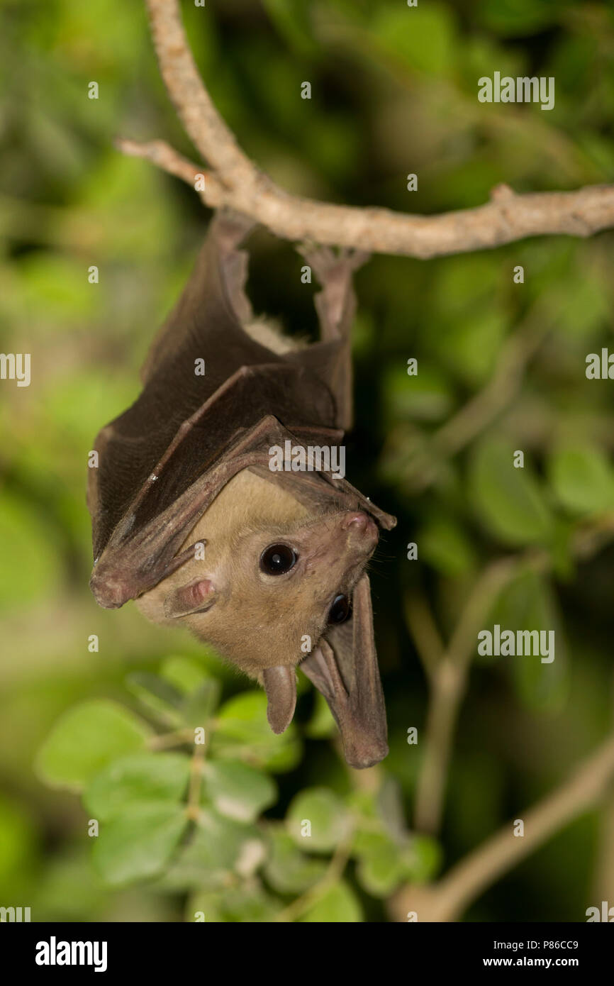 Egyptian Fruit Bat - Nilflughund - Rousettus aegyptiacus, Oman Stock Photo - Alamy