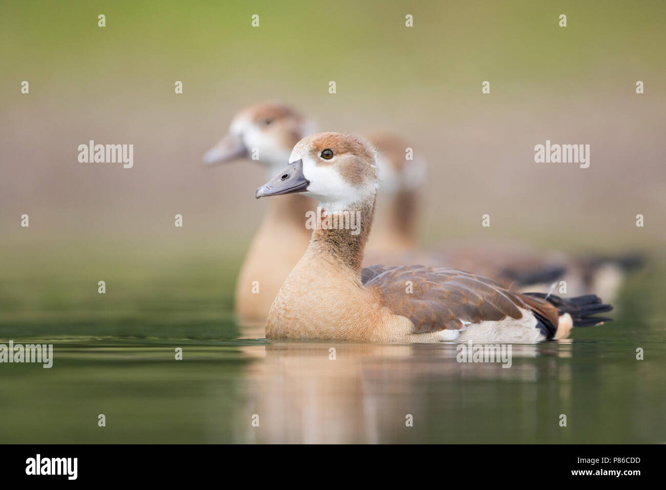 Egyptian Goose - Nilgans - Alopochen aegyptiaca, Germany, goslings ...