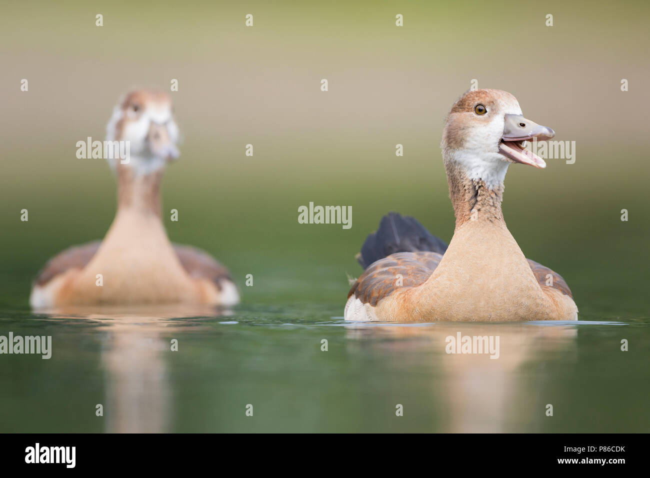 Juvenile egyptian goose hi-res stock photography and images - Alamy