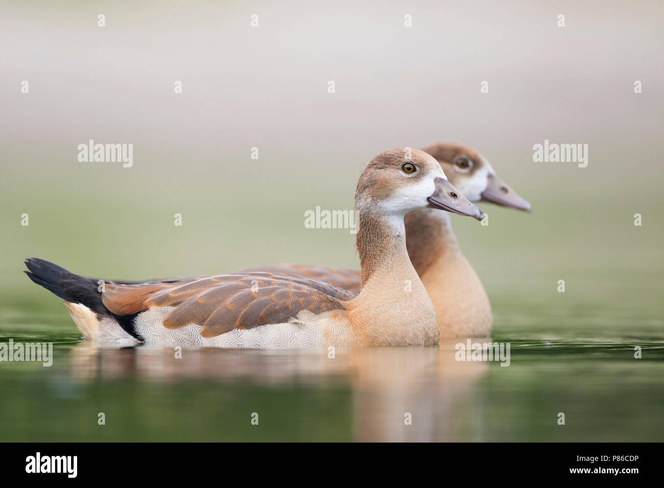 Juvenile egyptian goose hi-res stock photography and images - Alamy