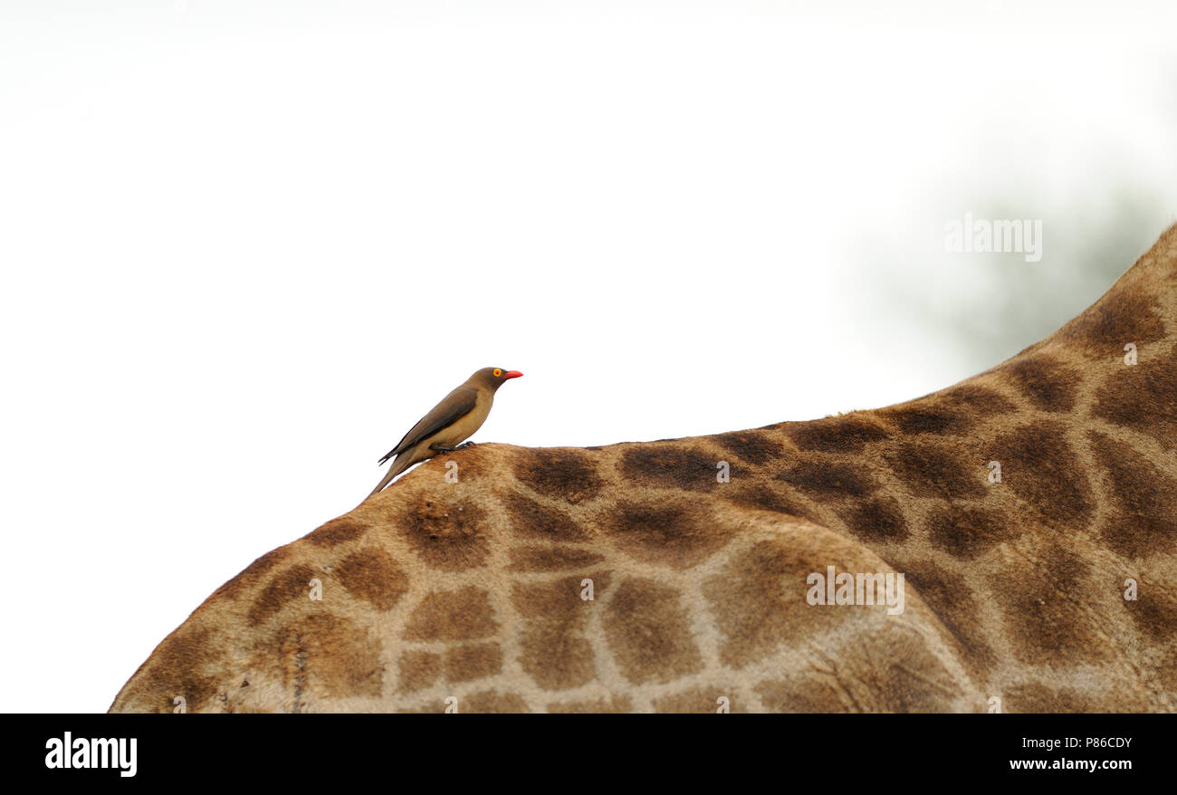 Mutualism hi-res stock photography and images - Alamy