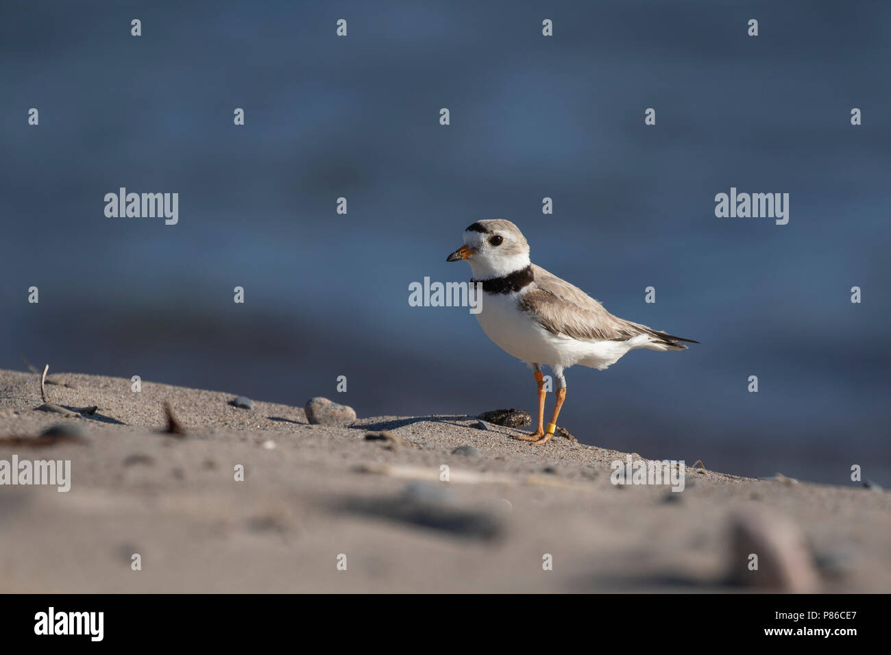 Piping plover lakes hi-res stock photography and images - Alamy