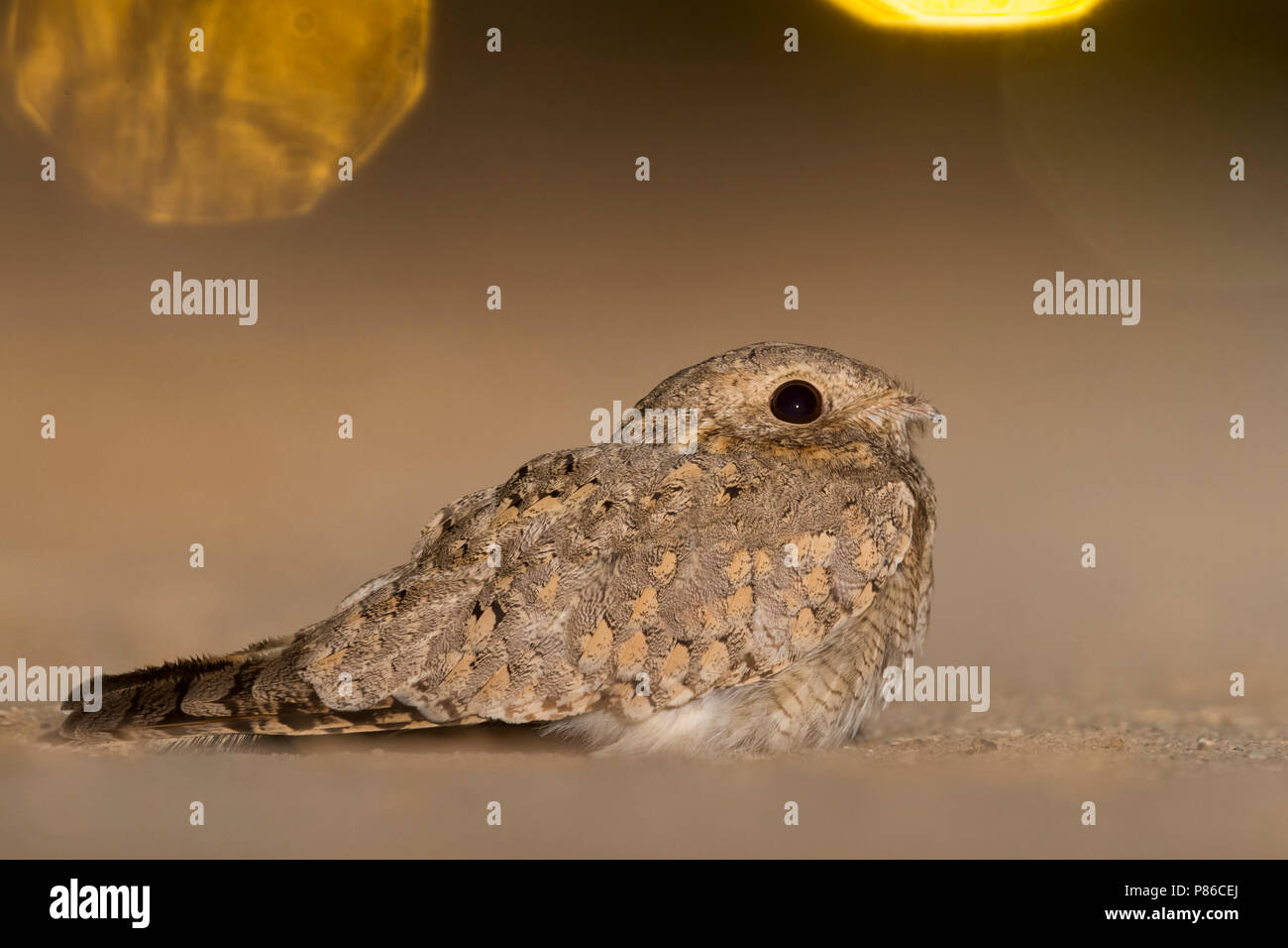 Egyptian Nightjar - Pharaonenziegenmelker - Caprimulgus aegyptius ssp ...