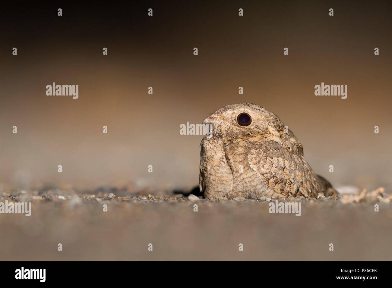 Egyptian Nightjar - Pharaonenziegenmelker - Caprimulgus aegyptius ssp ...