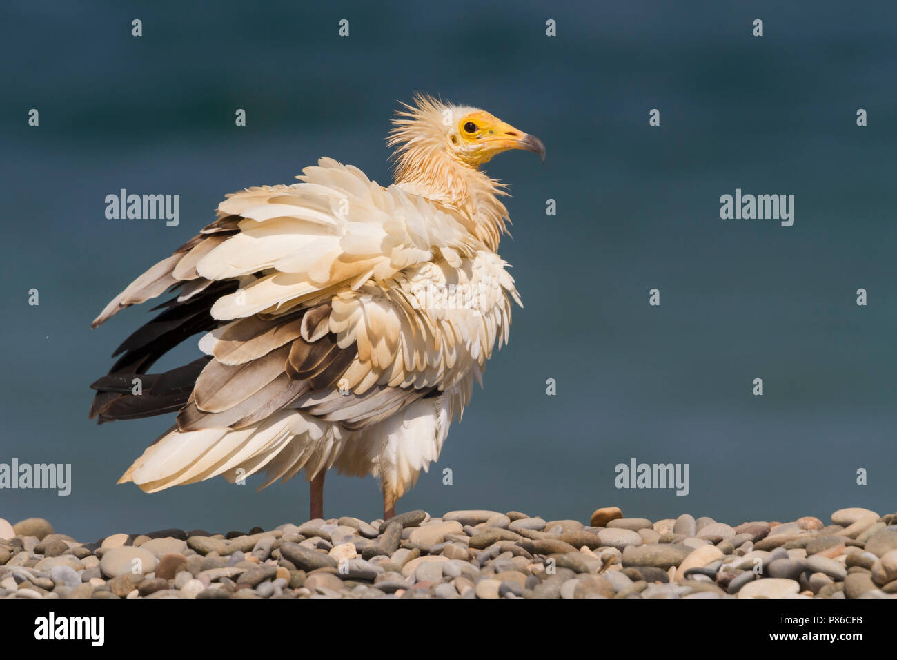 Egyptian Vulture - Schmutzgeier - Neophron percnopterus ssp ...