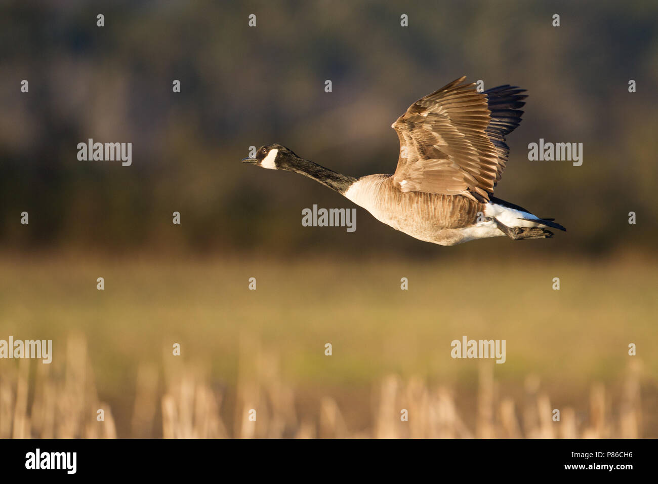 Geese flying in low hi-res stock photography and images - Alamy