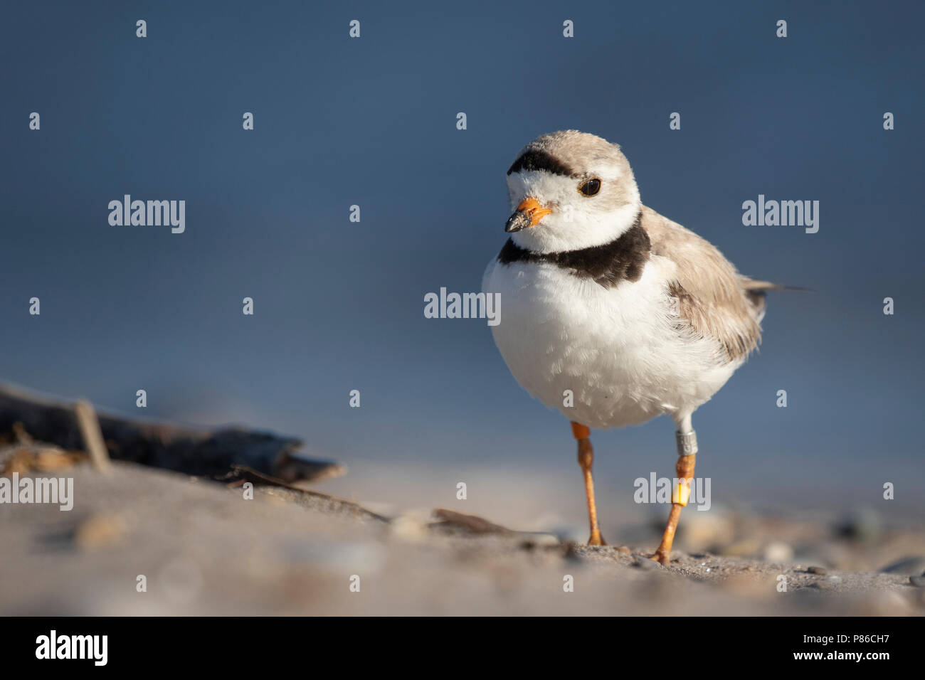 Piping plover lakes hi-res stock photography and images - Alamy