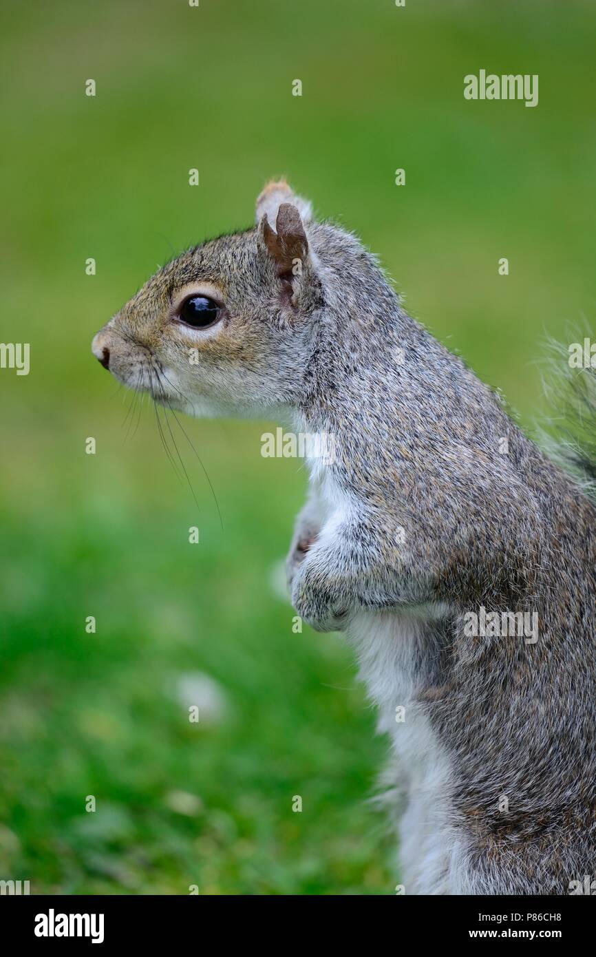 Side view of a gray squirrel standing up Stock Photo - Alamy