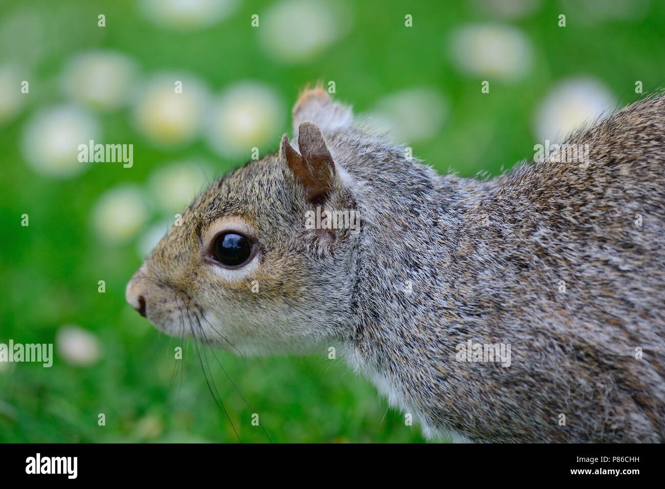 Side on head shot headshot hi-res stock photography and images - Alamy