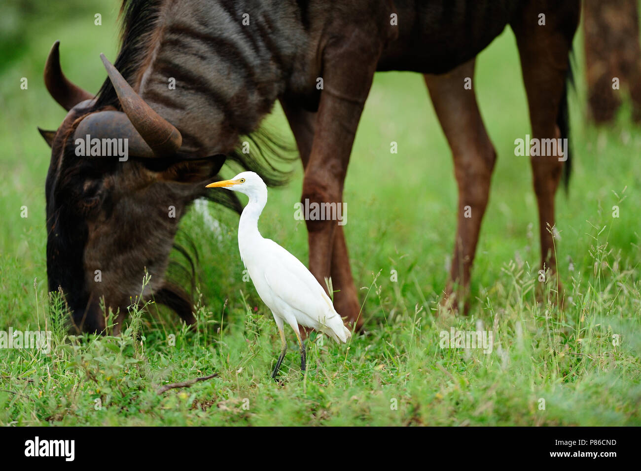 Wildebeest gnu portrait Stock Photo - Alamy Wildebeest gnu portrait Stock Photo - Alamy